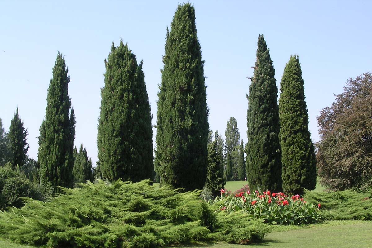 Cypress Trees The Real Pollen Count Cypress Trees The Real Pollen Count