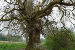 Home ⋆ The Real Pollen Count