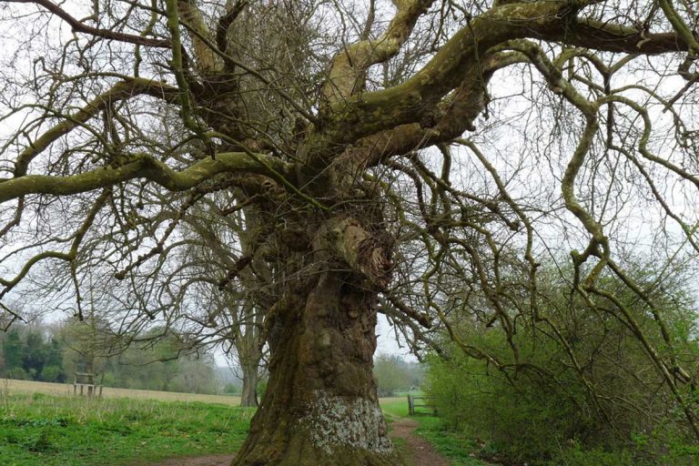 Home ⋆ The Real Pollen Count