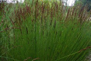 Home ⋆ The Real Pollen Count