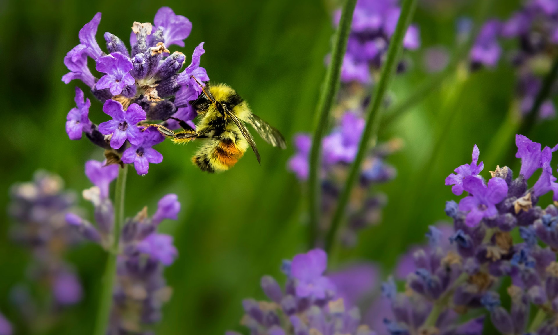 Pollen Calendars ⋆ The Real Pollen Count