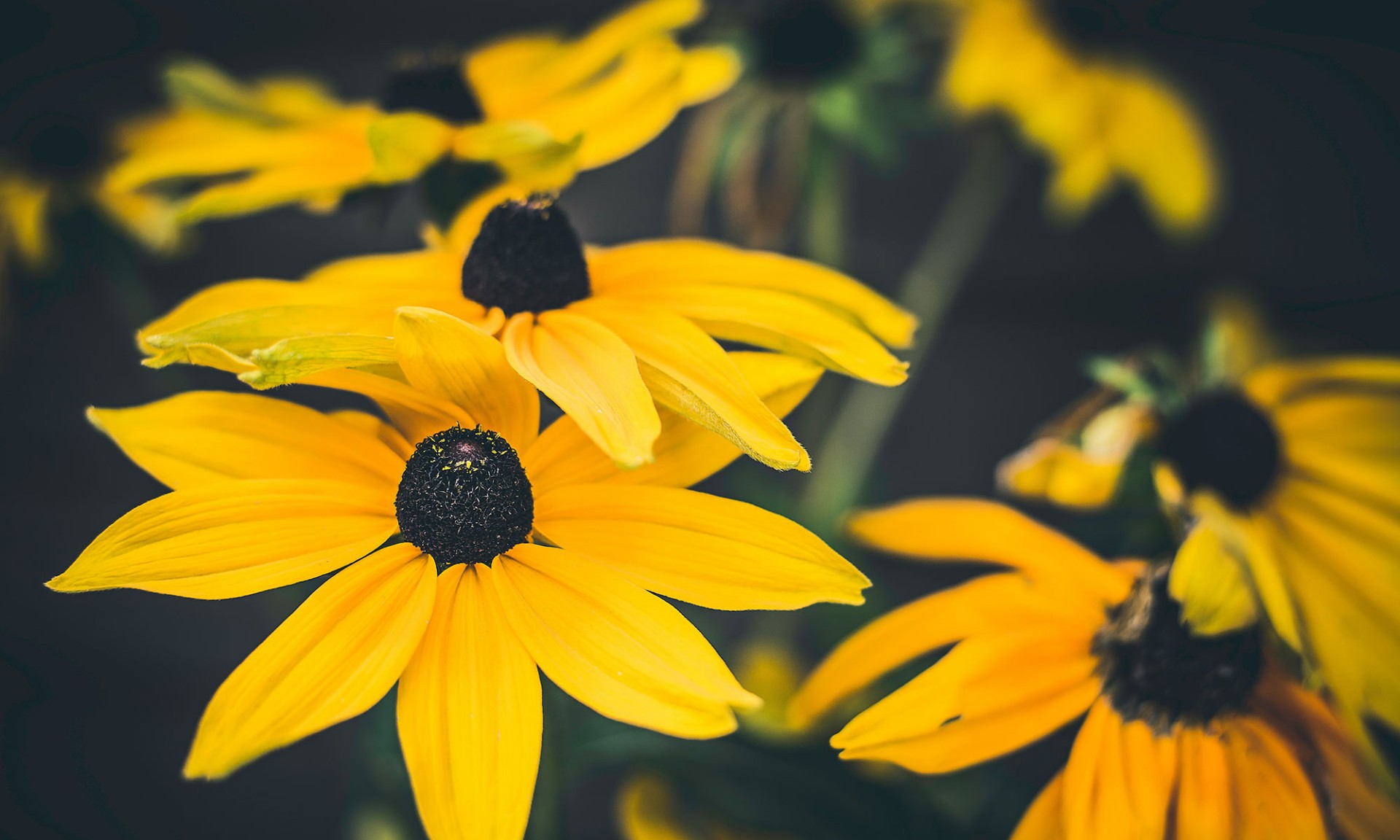 Team & Collaborators ⋆ The Real Pollen Count