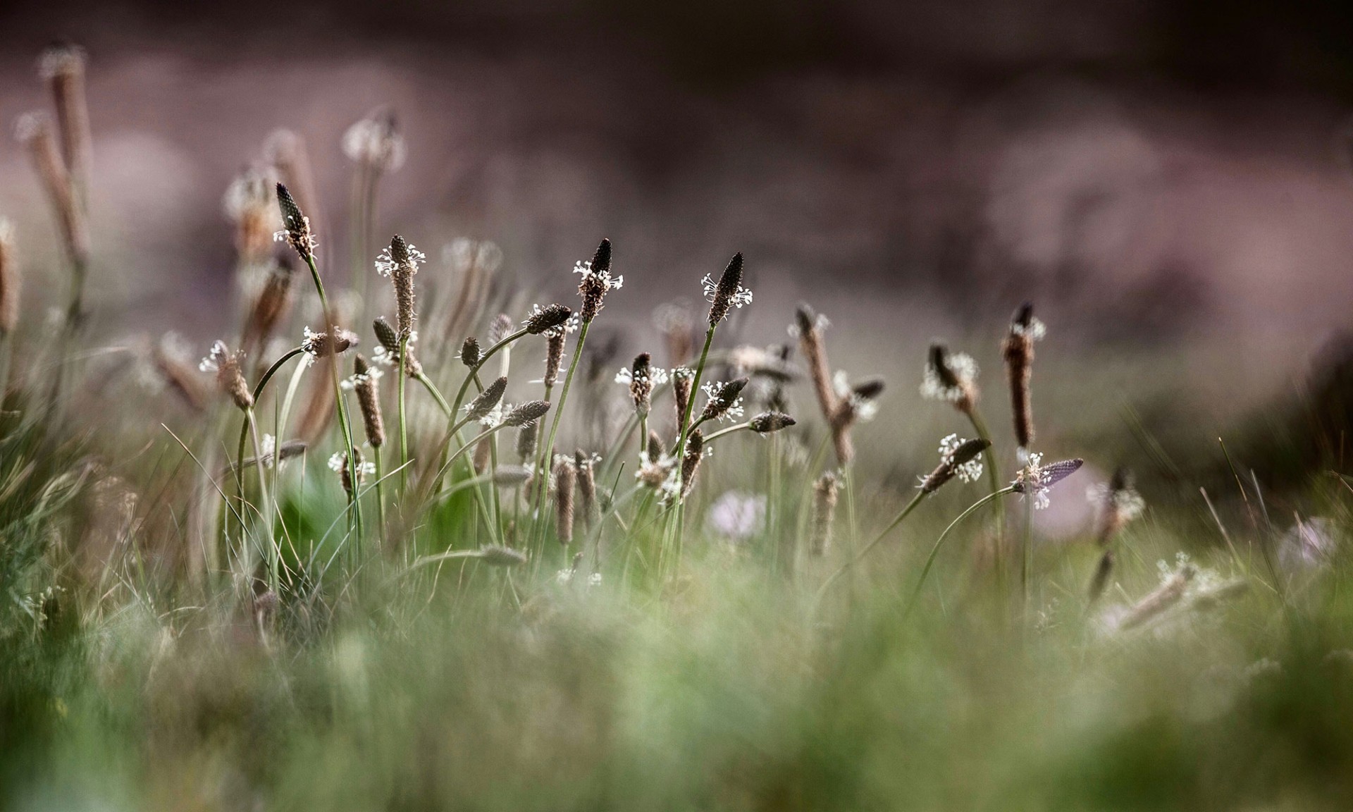 How We Monitor ⋆ The Real Pollen Count